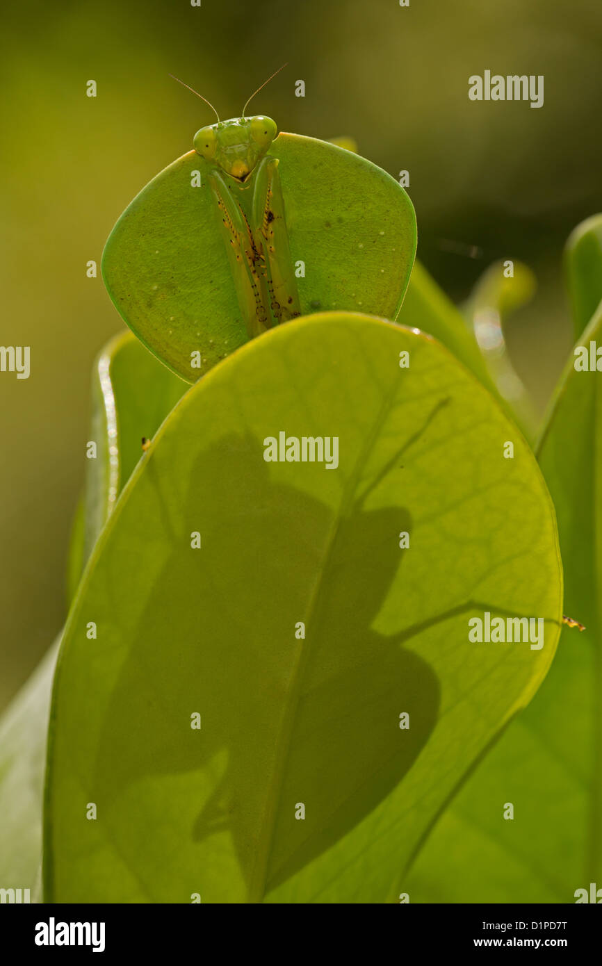 Hooded mantis (Choerododis rhombifolia) - Costa Rica - tropical ...