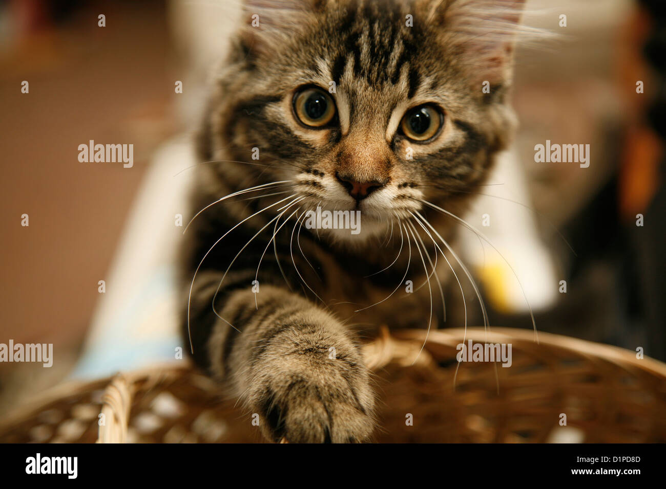 Cute kitten pawing and walking and looking towards camera in soft focus ...