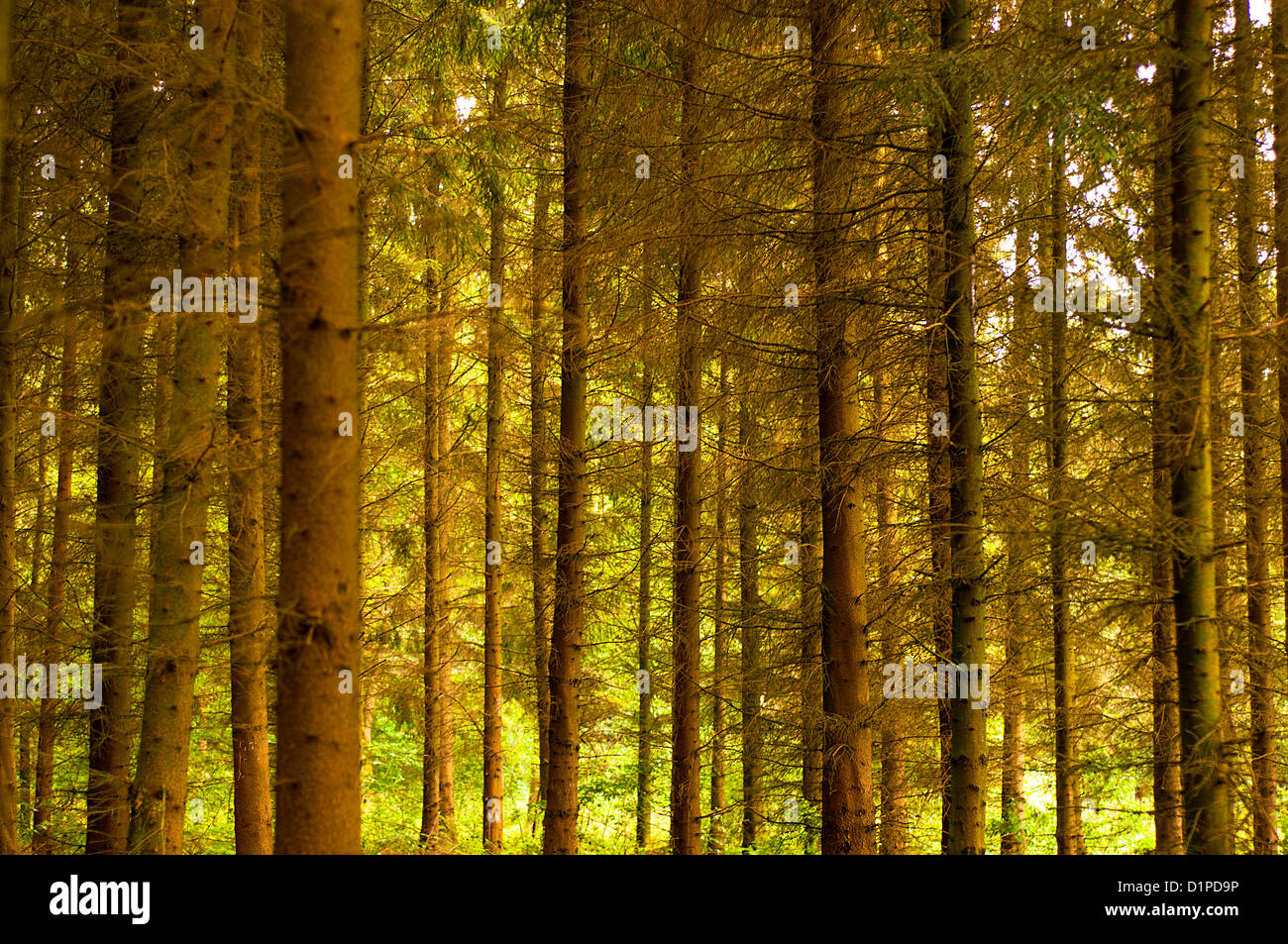 An image of magic forest Stock Photo - Alamy