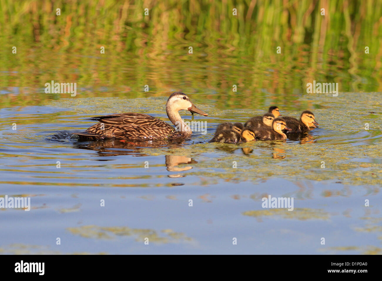Mottled duck anas fulvigula mother hi-res stock photography and images ...