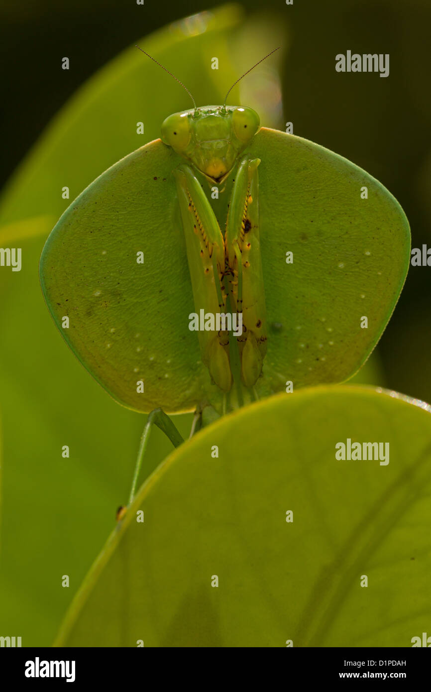 Hooded mantis (Choerododis rhombifolia) - Costa Rica - tropical ...