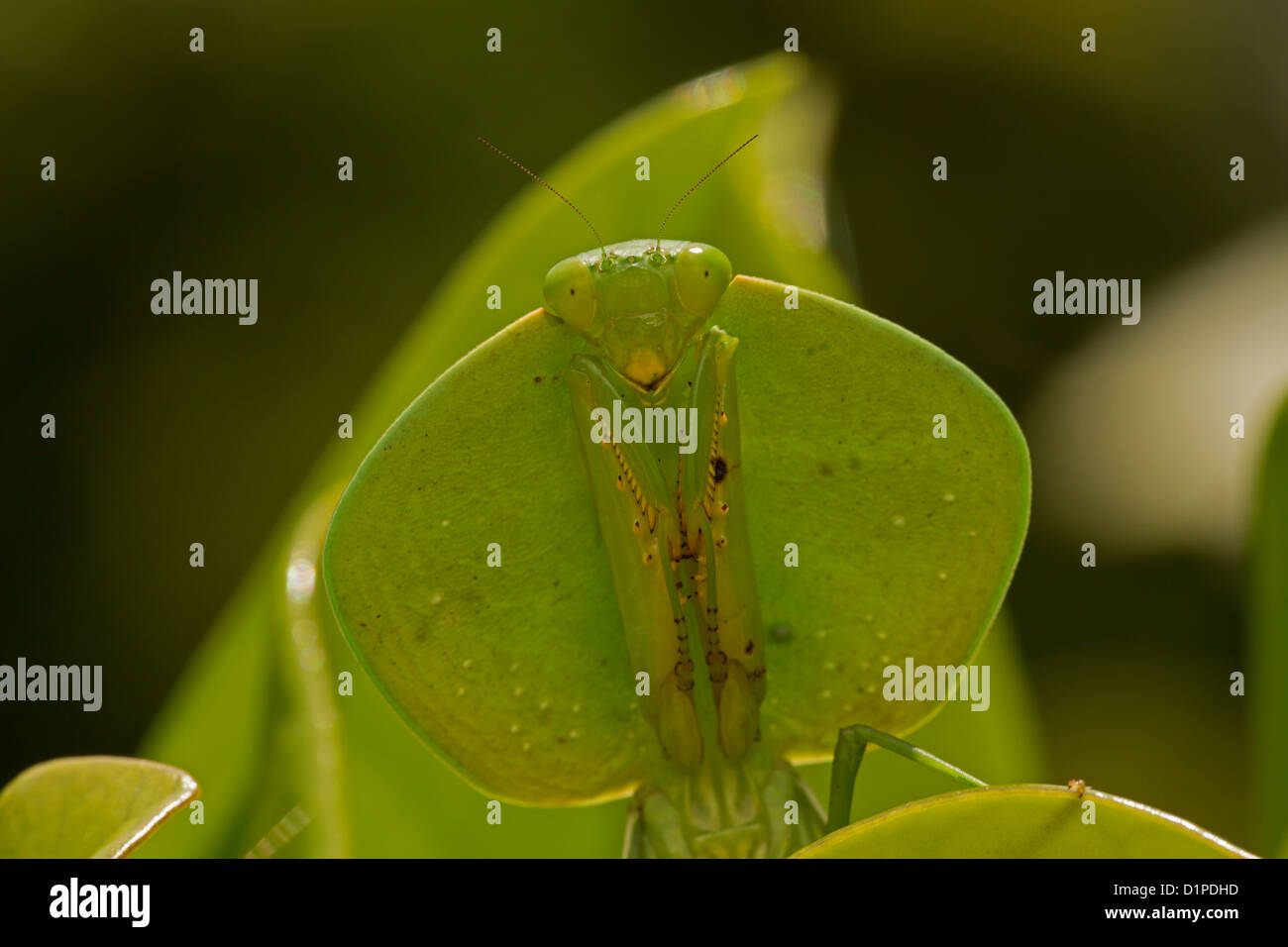 Hooded mantis (Choerododis rhombifolia) - Costa Rica - tropical ...