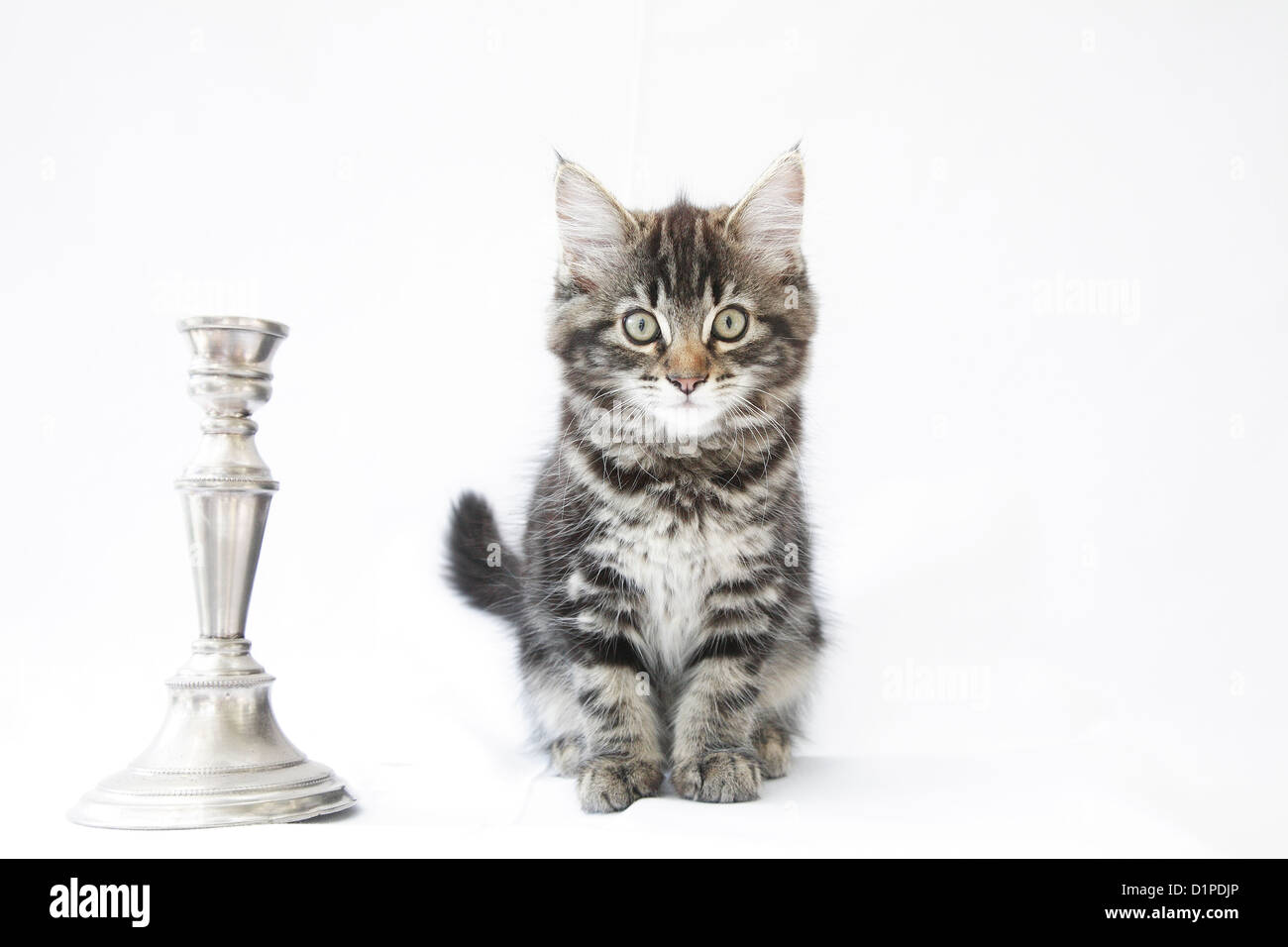 Cute kitten in studio pose Stock Photo - Alamy