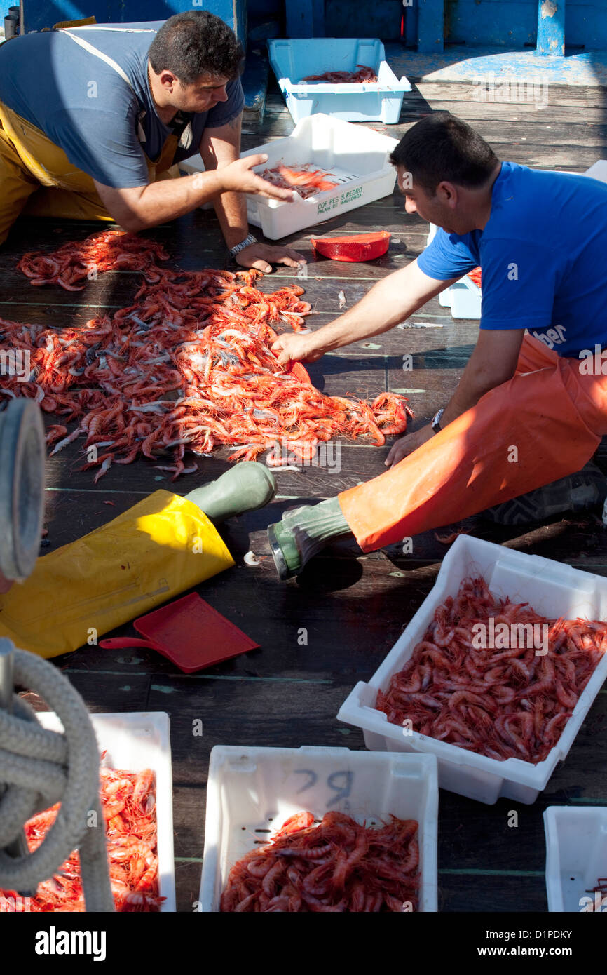 Fishermen sorting shrimp Stock Photo - Alamy
