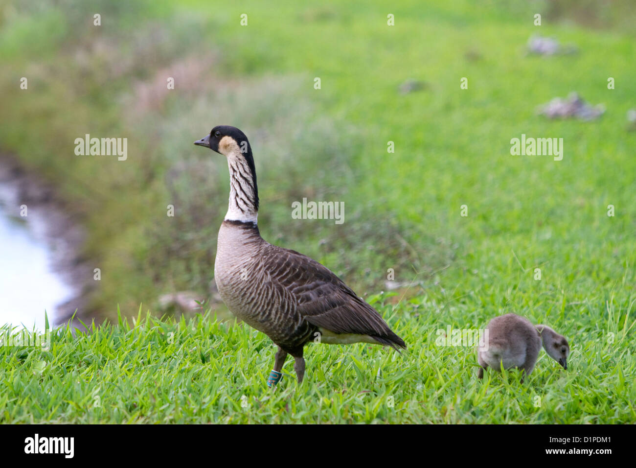 Nene hi-res stock photography and images - Alamy