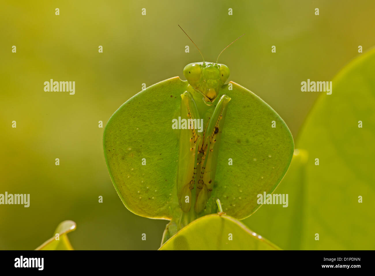 Hooded mantis (Choerododis rhombifolia) - Costa Rica - tropical ...