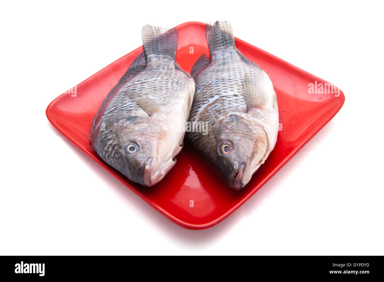 Crucian carp hi-res stock photography and images - Alamy