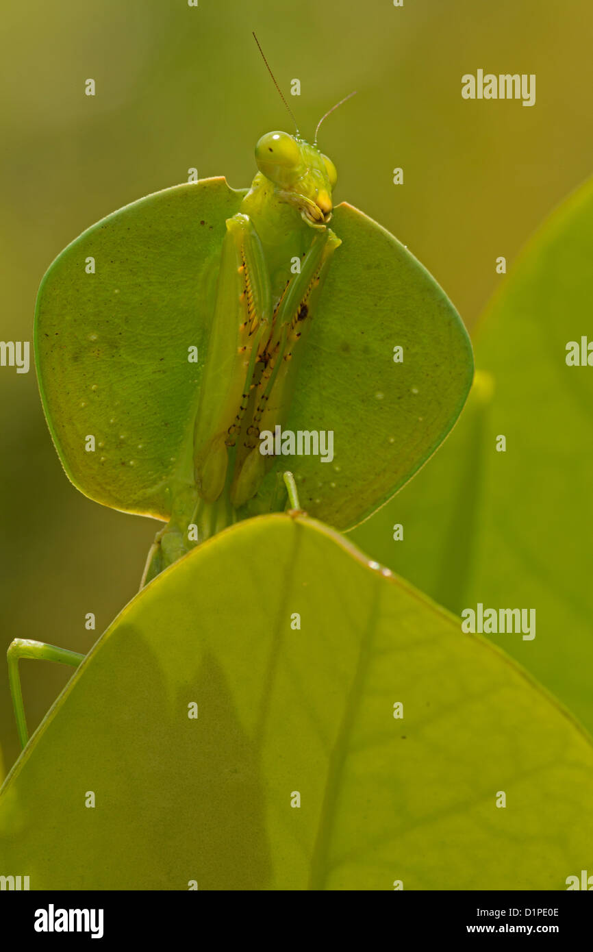 Hooded mantis (Choerododis rhombifolia) - Costa Rica - tropical ...