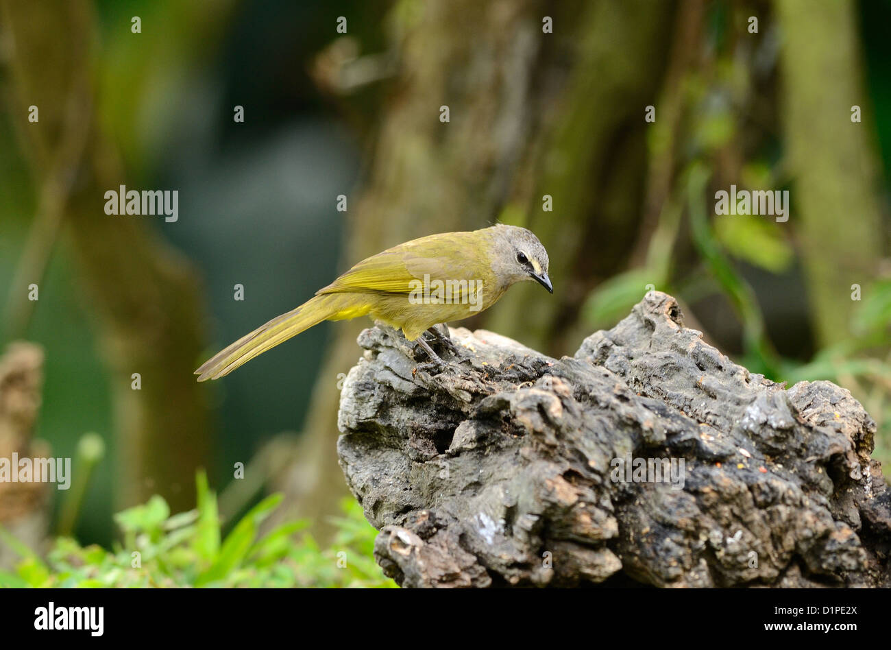 beautiful flavescent bulbul (Pycnonotus flavescens Stock Photo - Alamy