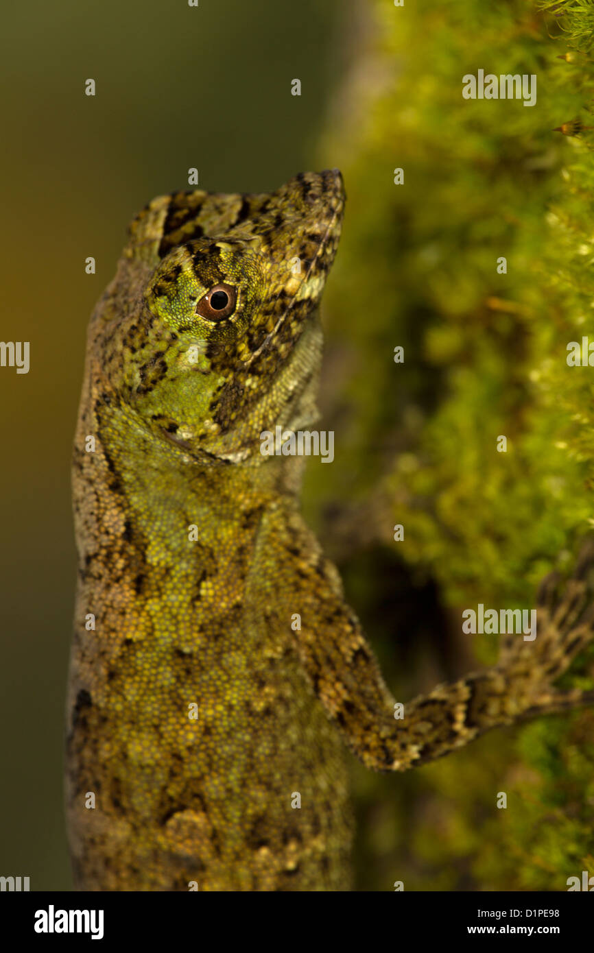 Pug-nosed anole, Norops capito, rainforest, Costa Rica, in tree Stock ...