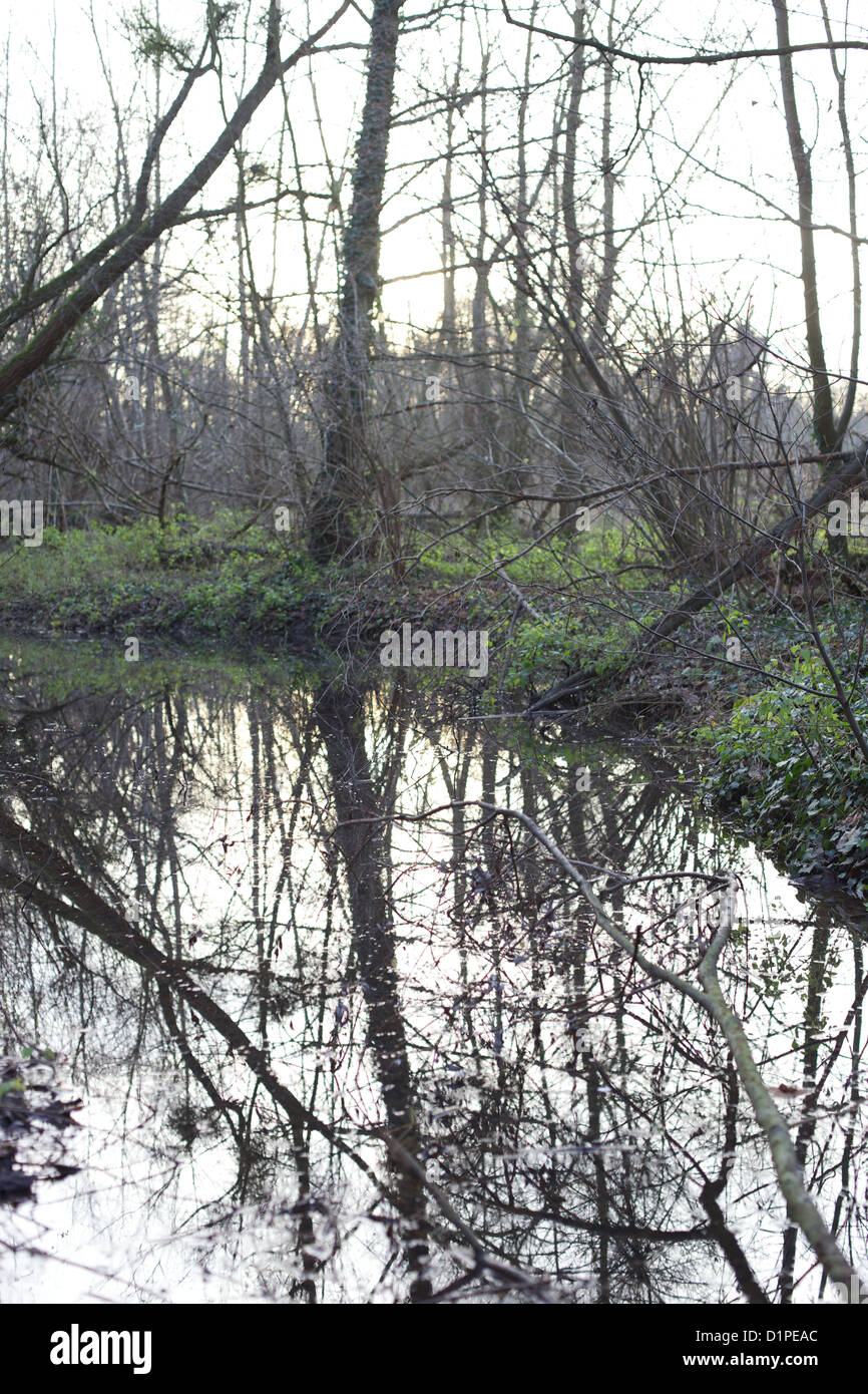 Stream and trees hi-res stock photography and images - Alamy