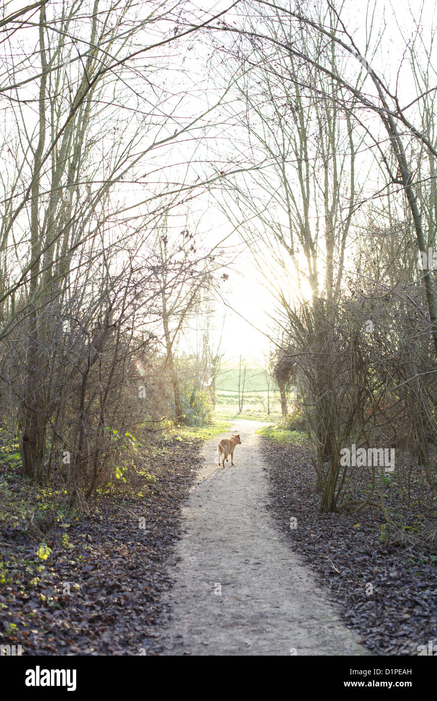 Trees lining pathway hi-res stock photography and images - Alamy