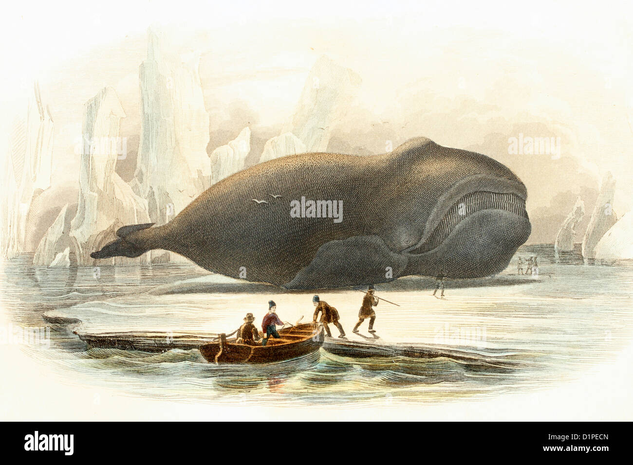 Whale. Antique illustration, 1856 Stock Photo - Alamy