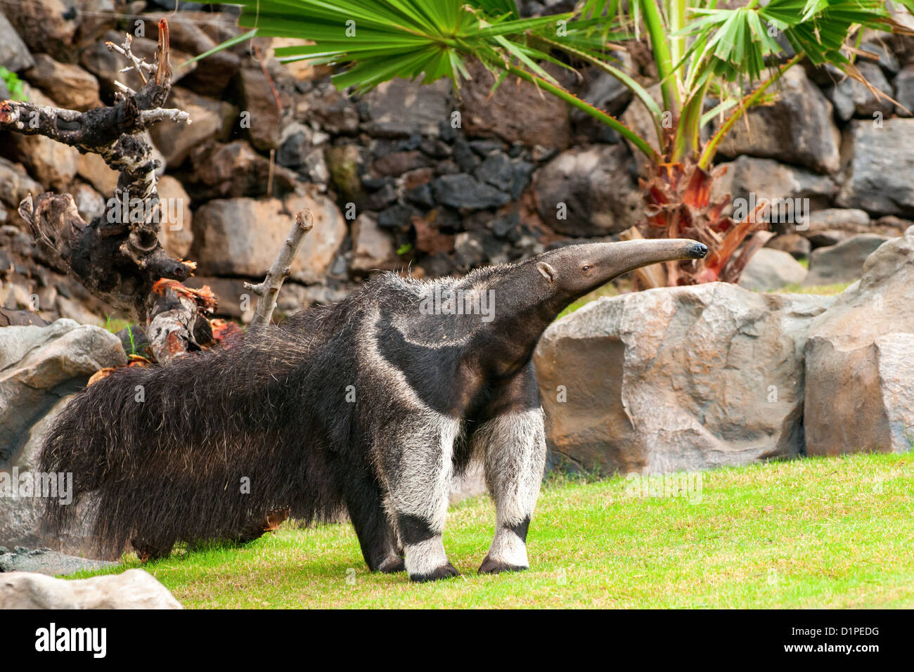 Giant Anteater (Myrmecophaga Tridactyla) View from the side. Close up ...