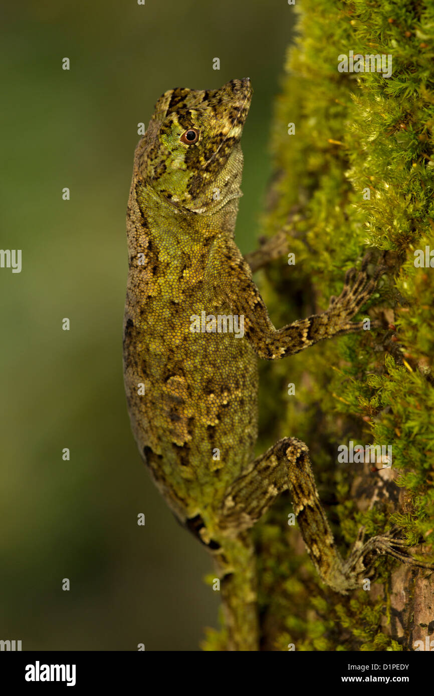 Pug-nosed anole, Norops capito, rainforest, Costa Rica, in tree Stock ...