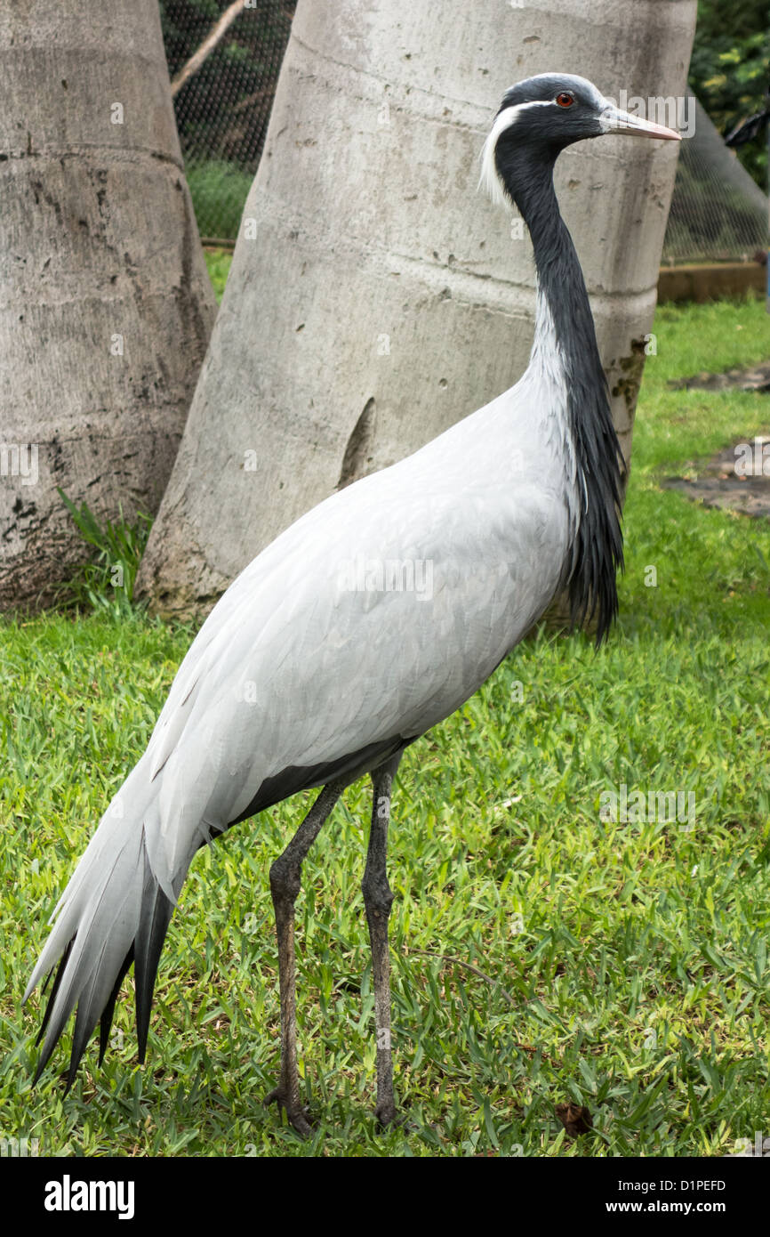Demoiselle crane anthropoides virgo hi-res stock photography and images ...