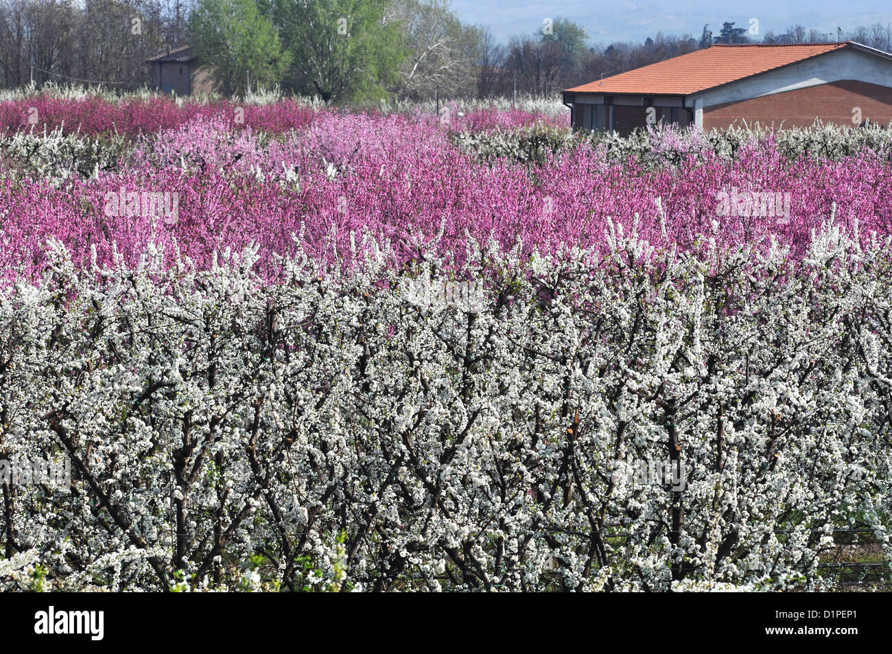 Between Bazzano and Crespellano, Emilia-Romagna, Italy: plums and ...