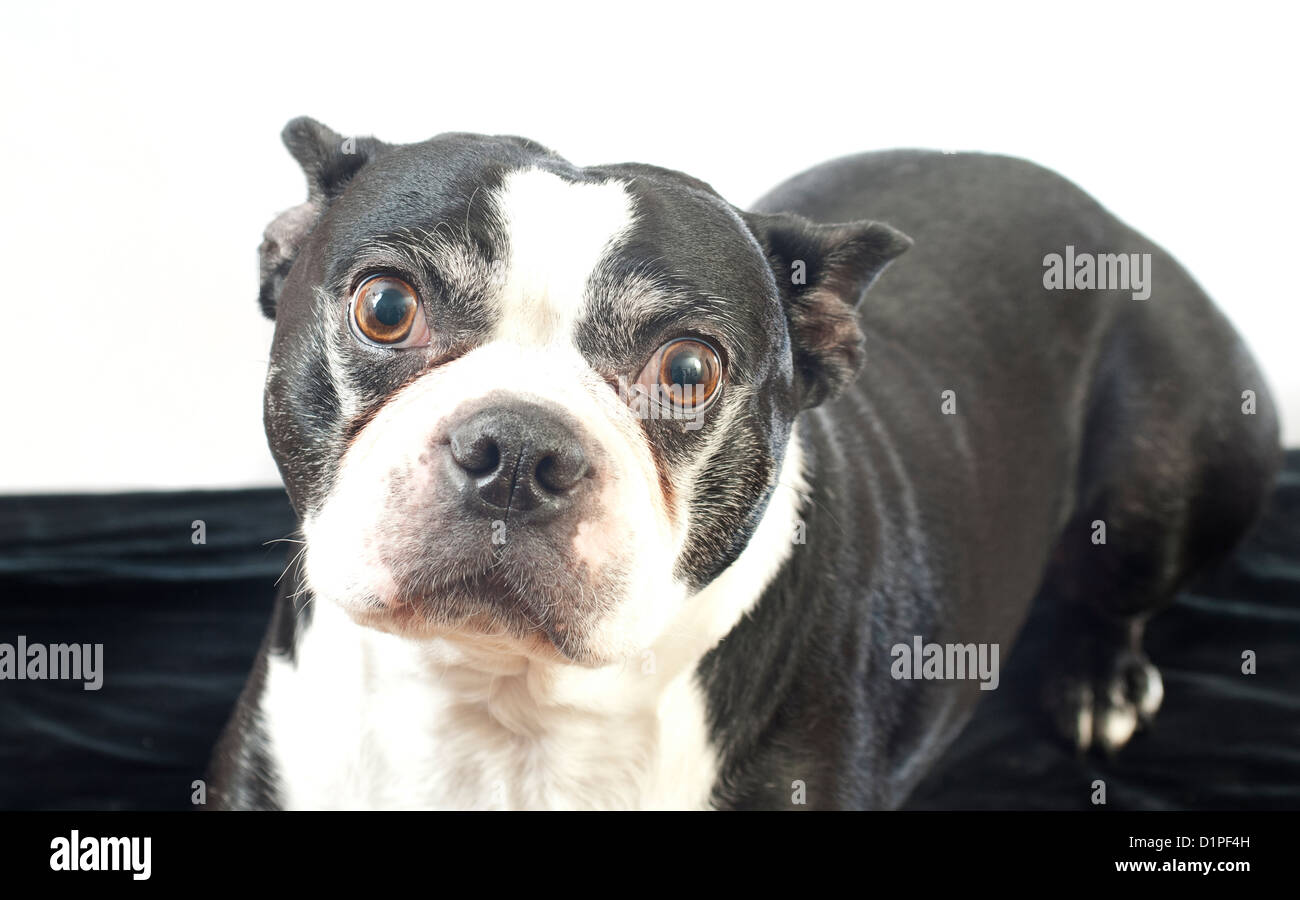 Strong built dog hi-res stock photography and images - Alamy