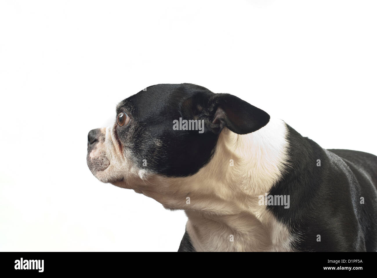 Strong built dog hi-res stock photography and images - Alamy