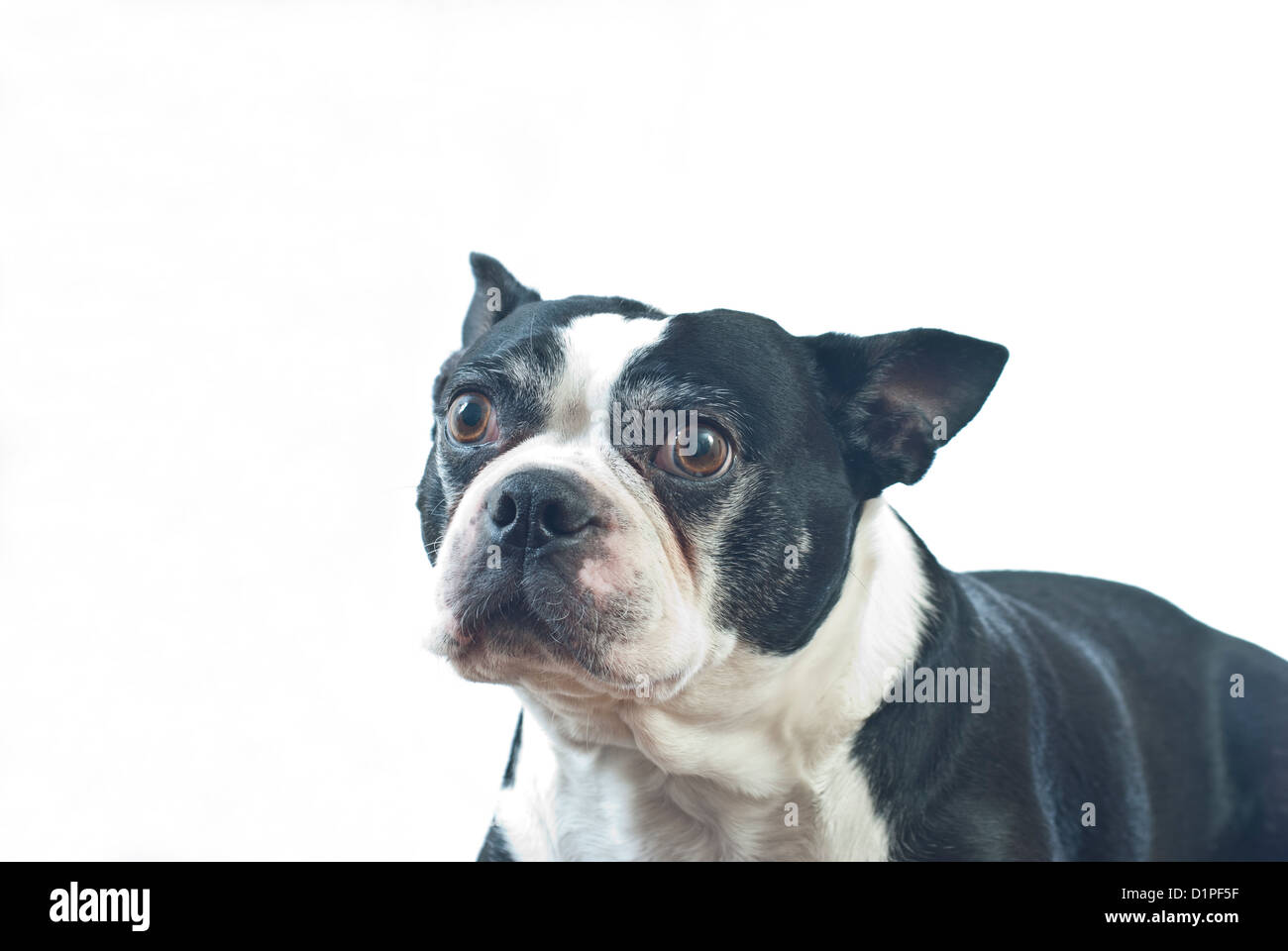 Boston Terrier, black, medium size, cute, compactly built, dog, race ...