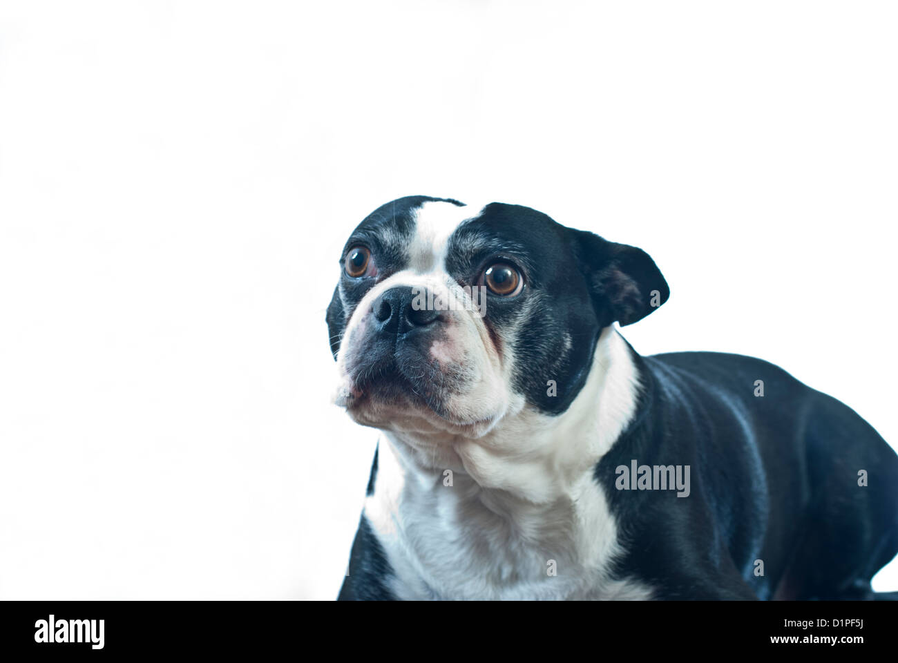 Strong built dog hi-res stock photography and images - Alamy