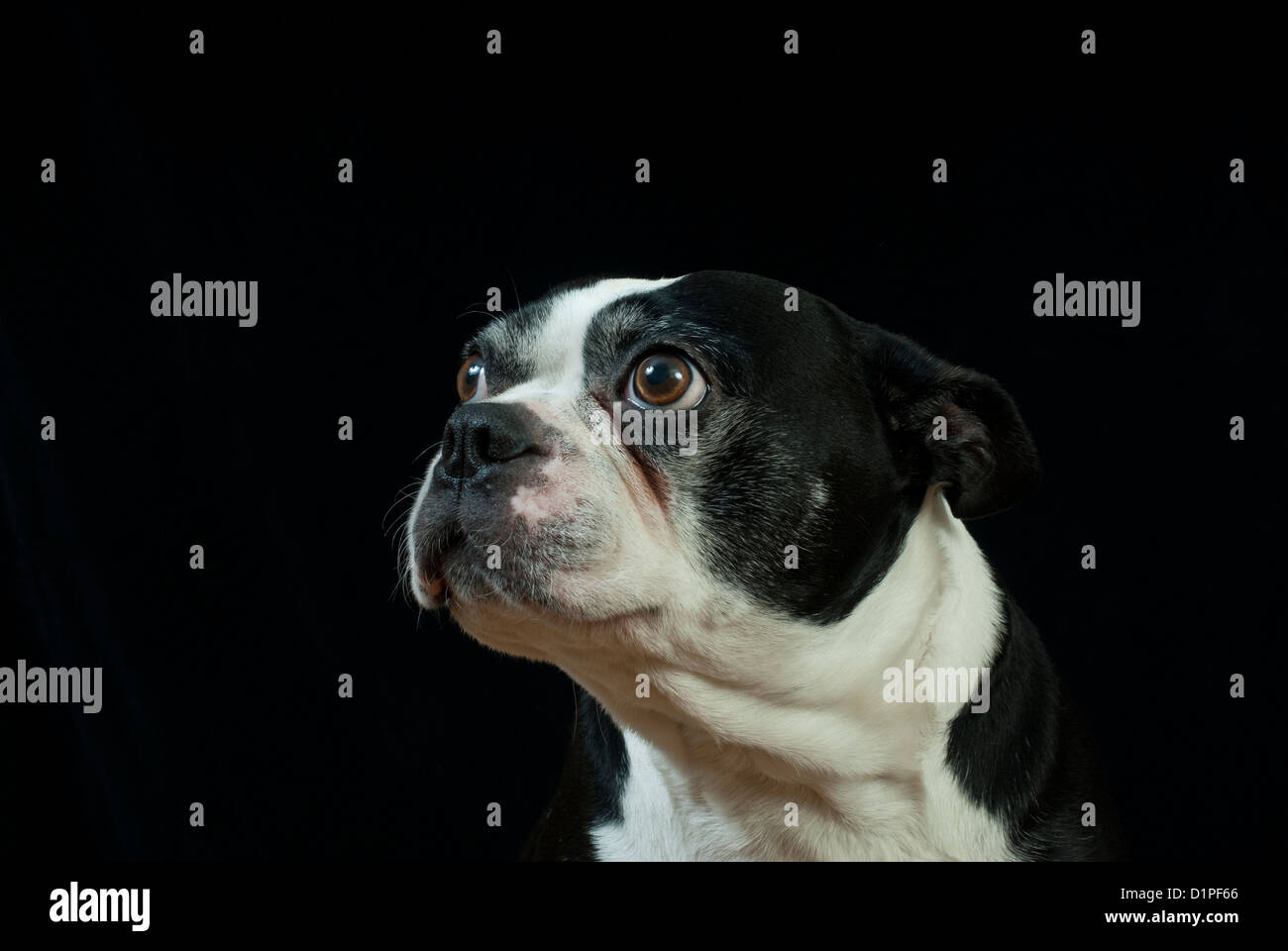 Boston Terrier, black, medium size, cute, compactly built, dog, race ...