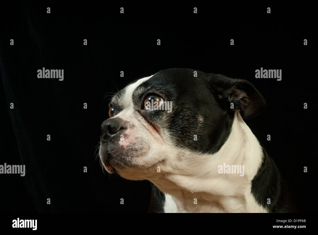 Strong built dog hi-res stock photography and images - Alamy