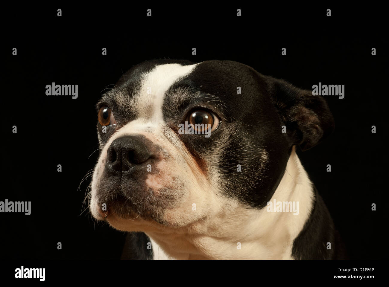 Strong built dog hi-res stock photography and images - Alamy