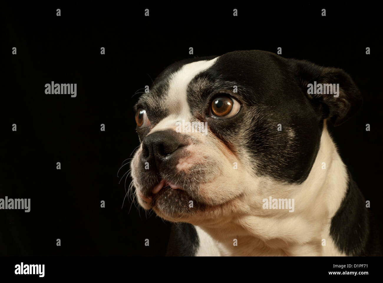 Strong built dog hi-res stock photography and images - Alamy