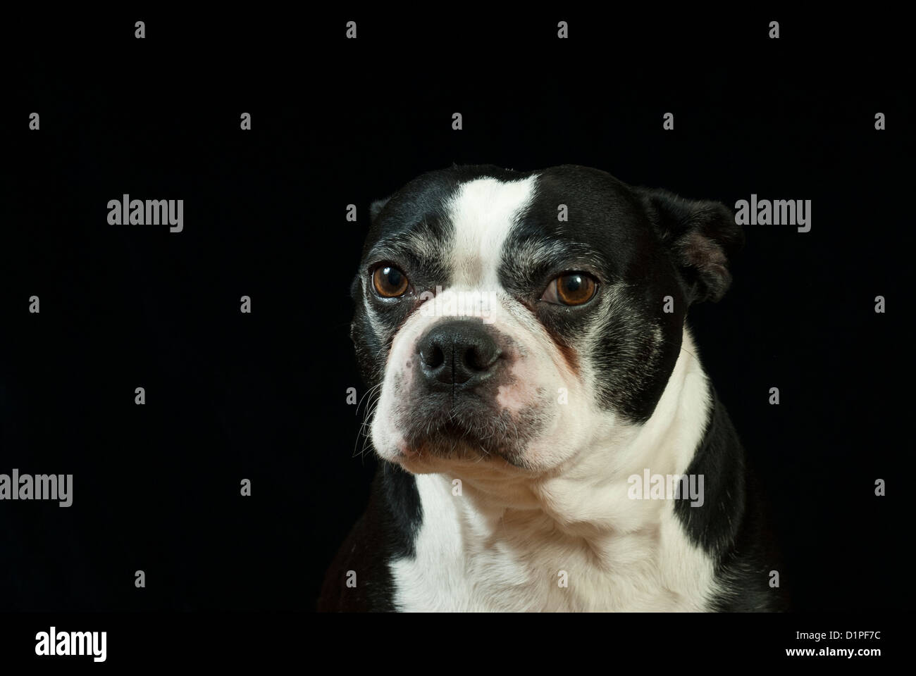 Boston Terrier, black, medium size, cute, compactly built, dog, race ...