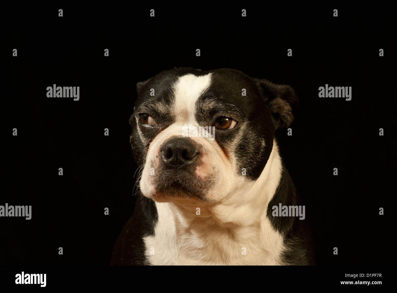 Boston Terrier, black, medium size, cute, compactly built, dog, race ...