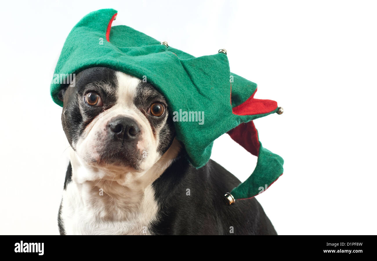 Strong built dog hi-res stock photography and images - Alamy