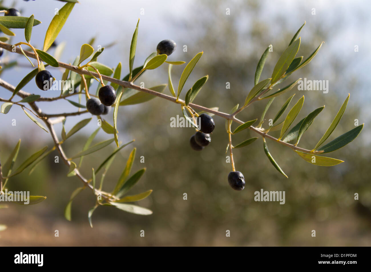 a Greek olive tree branch with ripe olives ready to be harvested Stock ...