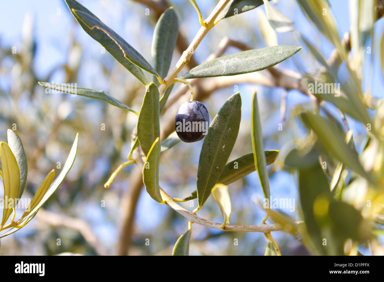 a Greek olive tree branch with ripe olives ready to be harvested Stock ...