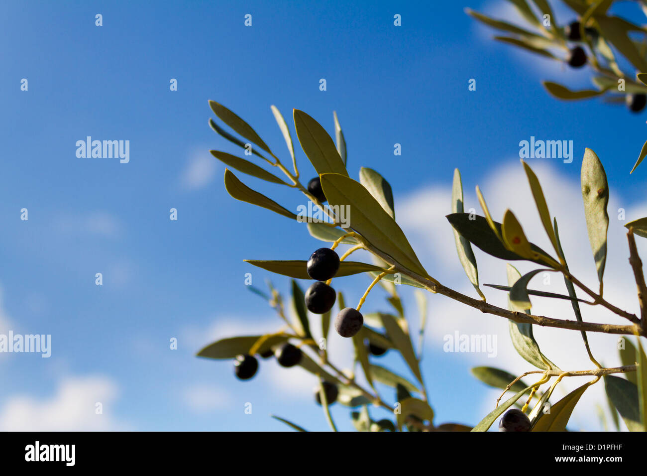 a Greek olive tree branch with ripe olives ready to be harvested Stock ...