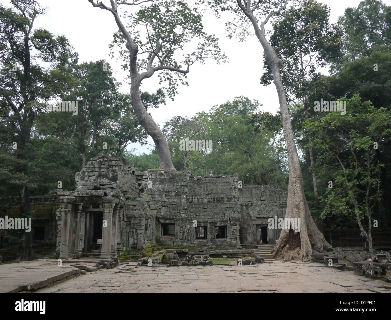 tree temple Angkor Wat Stock Photo - Alamy