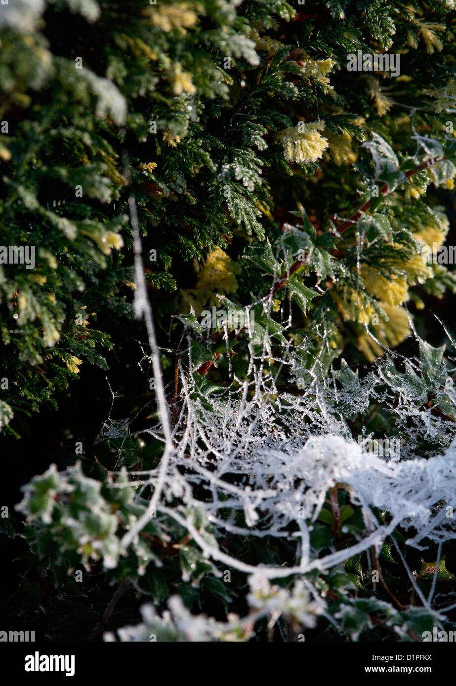 Cobweb ice frost hi-res stock photography and images - Alamy