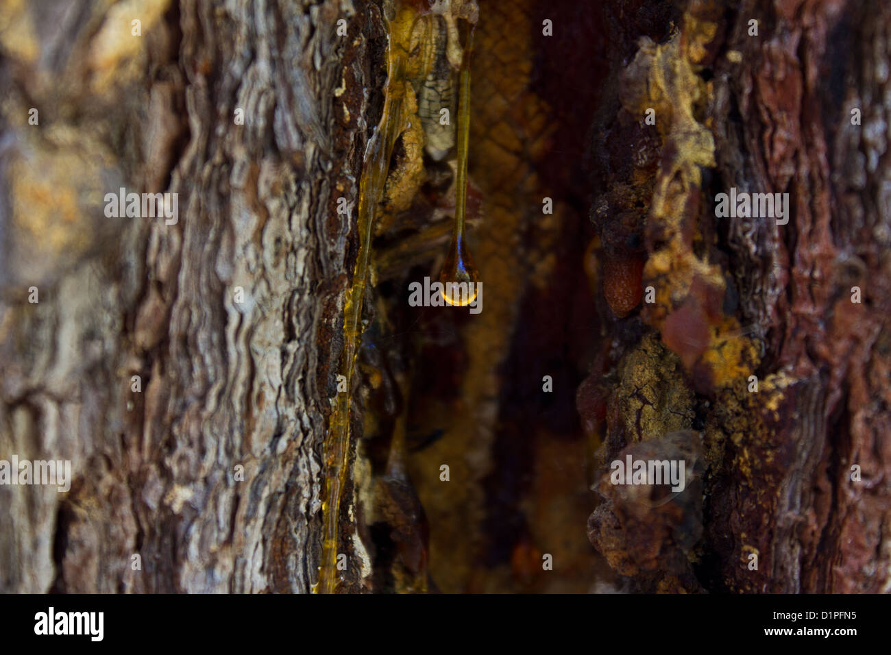 Gold resin hi-res stock photography and images - Alamy