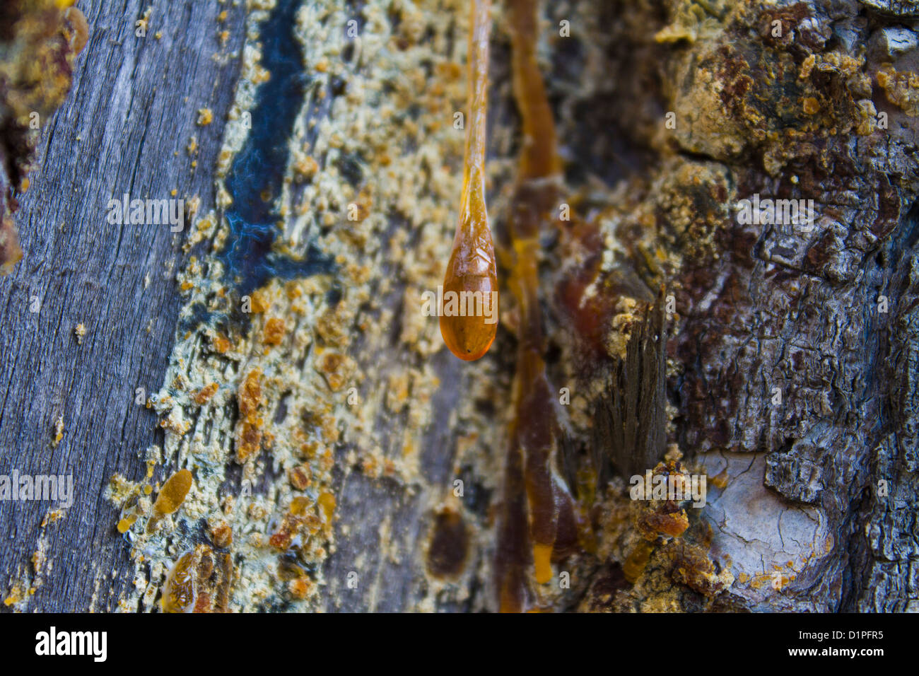 Amber resin tree hi-res stock photography and images - Alamy