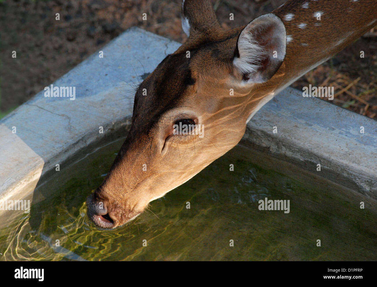 Deer drinking water hi-res stock photography and images - Alamy