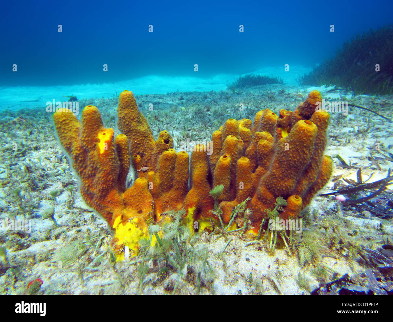 a greek sea sponge in deep waters Stock Photo - Alamy