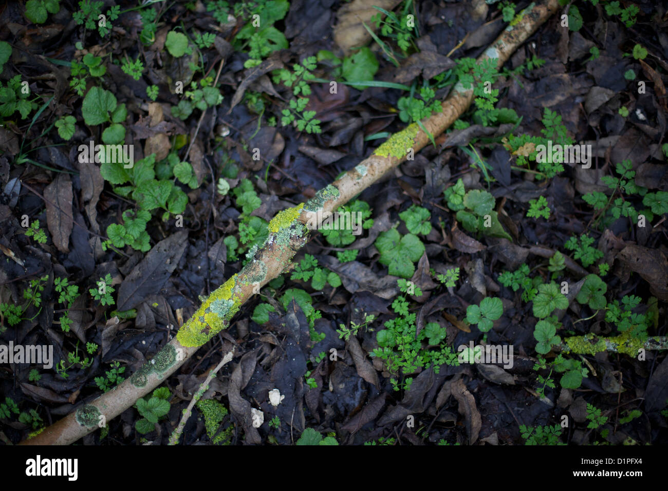stick laying on ground surrounded by leaves and weeds Stock Photo - Alamy