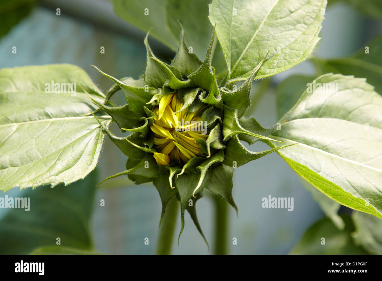Opening sunflower hi-res stock photography and images - Alamy