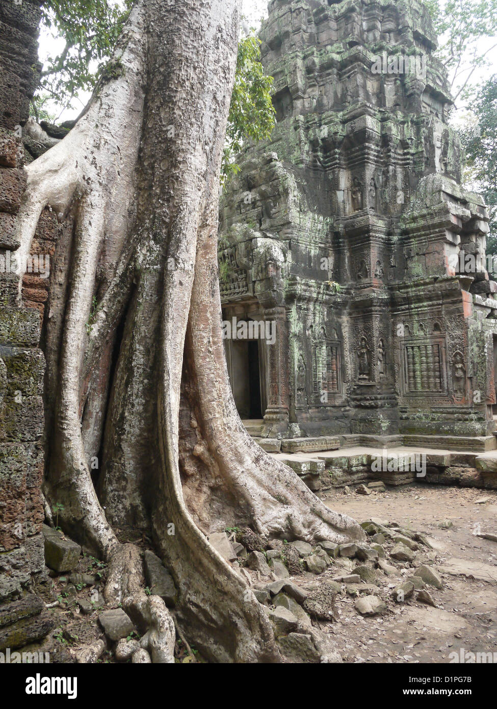 Ta Prohm tree temple Stock Photo - Alamy
