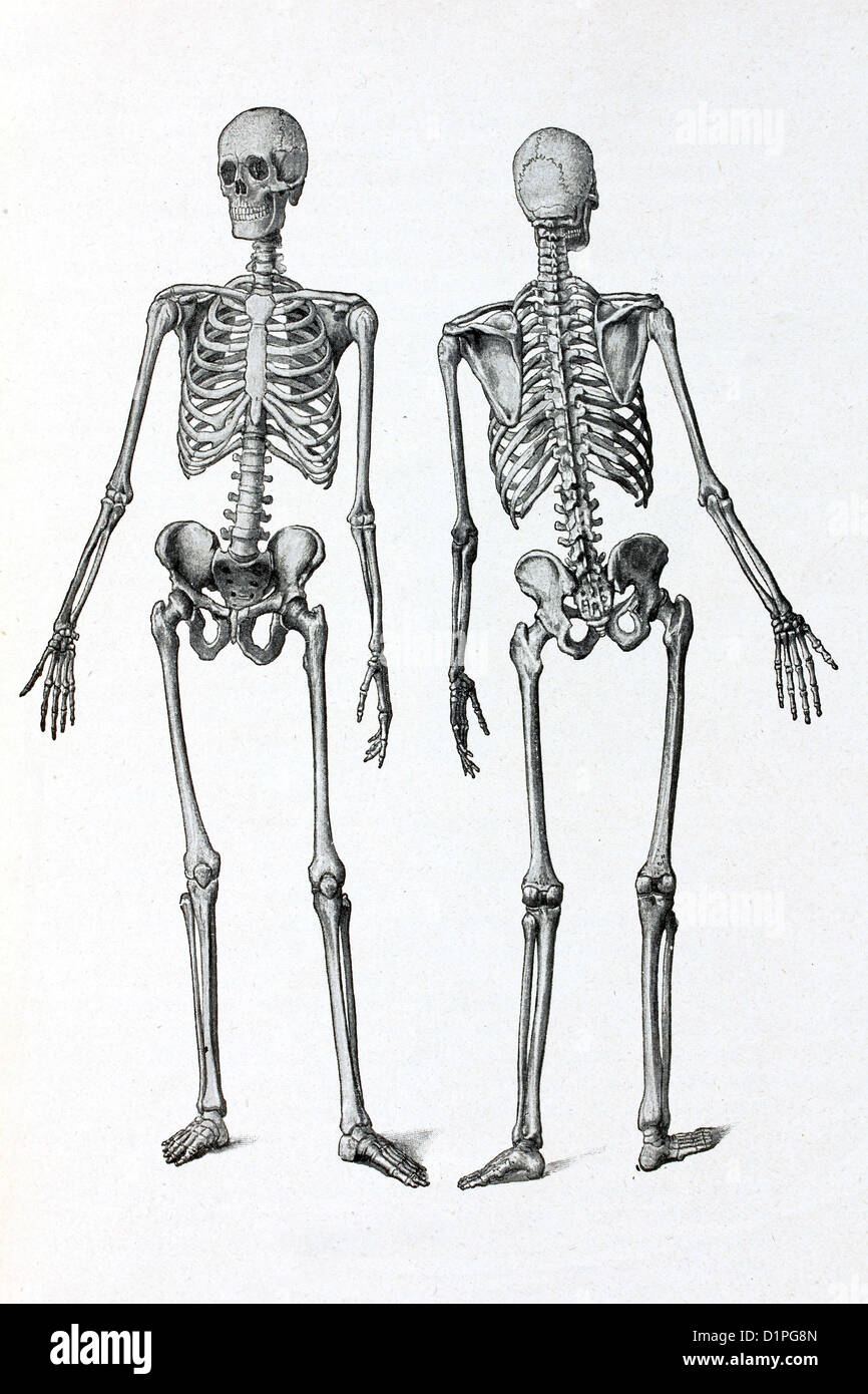 Homo sapiens drawing hi-res stock photography and images - Alamy