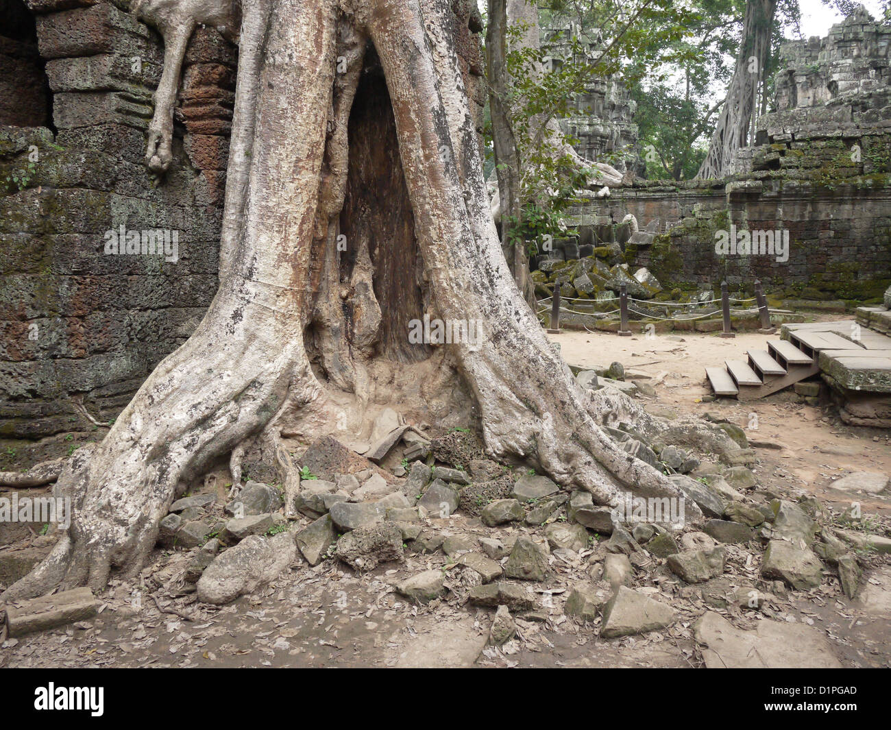 big damage tree ruined nature destruction Stock Photo - Alamy