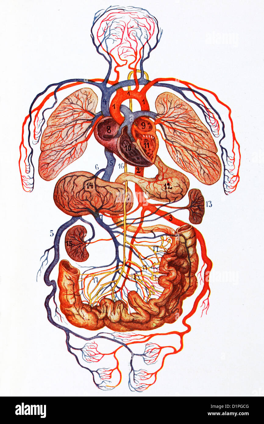 Scheme blood circulation. Antique illustration, 1936 Stock Photo - Alamy