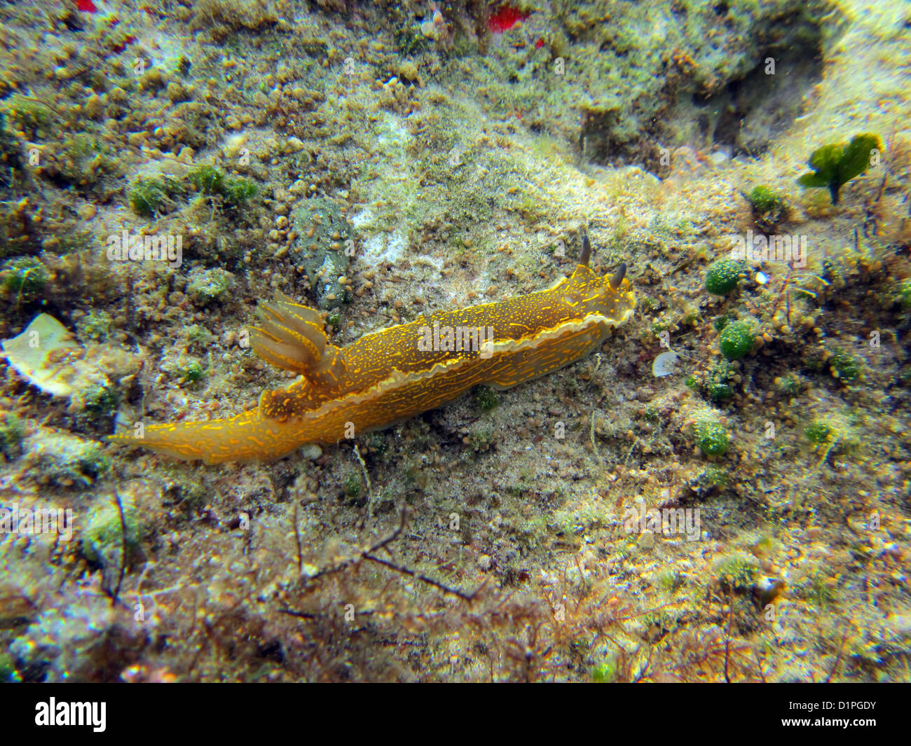 Green sea slug hi-res stock photography and images - Alamy