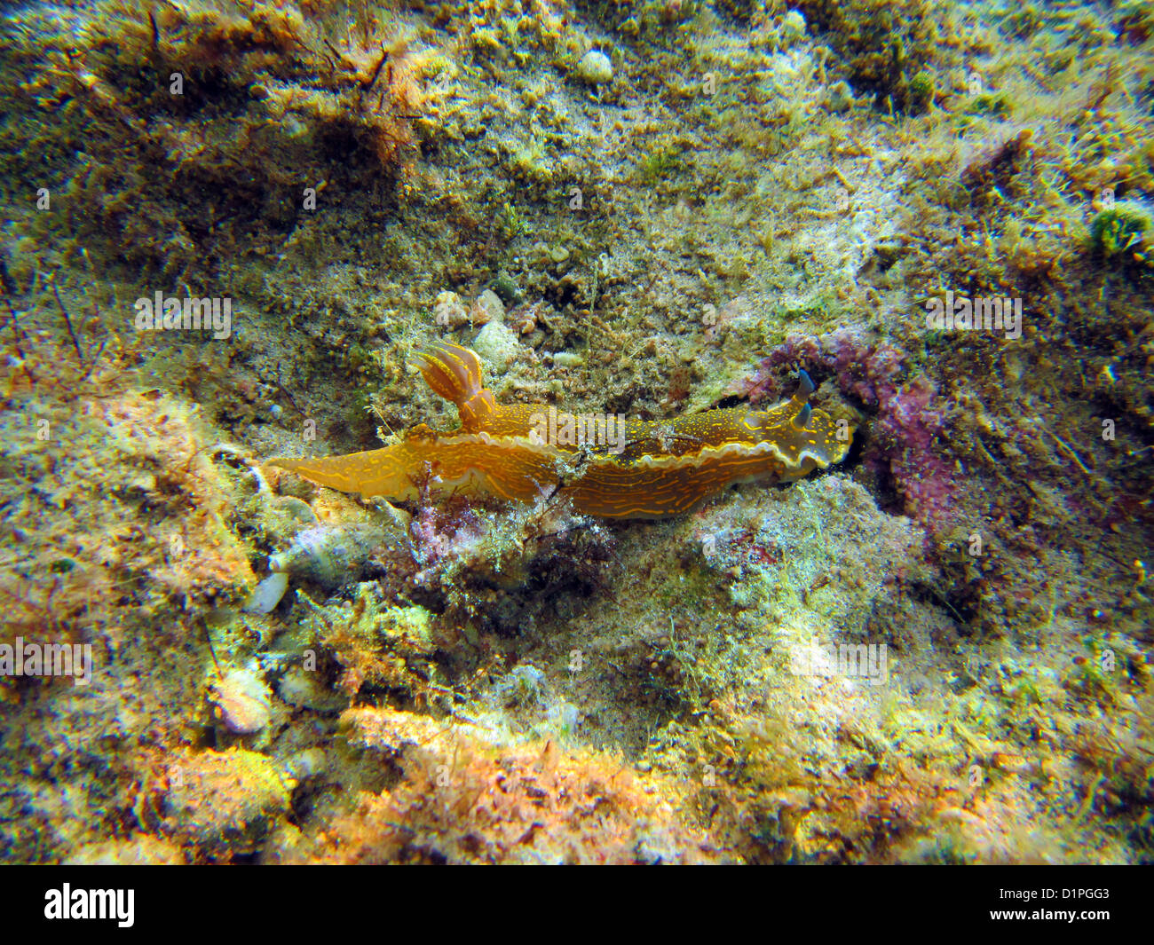 rare green sea slug in the shallow waters of the aegean Stock Photo - Alamy