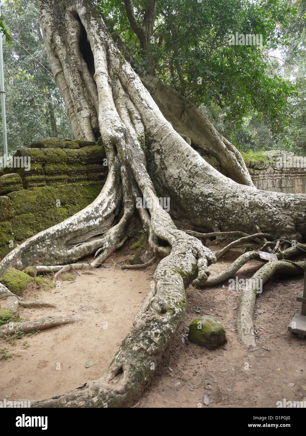 exposed tree root lying ground Stock Photo - Alamy